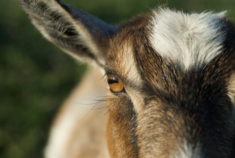 Amazing Goat Eyes and Remarkable Senses! - Goat Journal